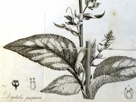 Withering’s Account of the Foxglove | Chetham's Library