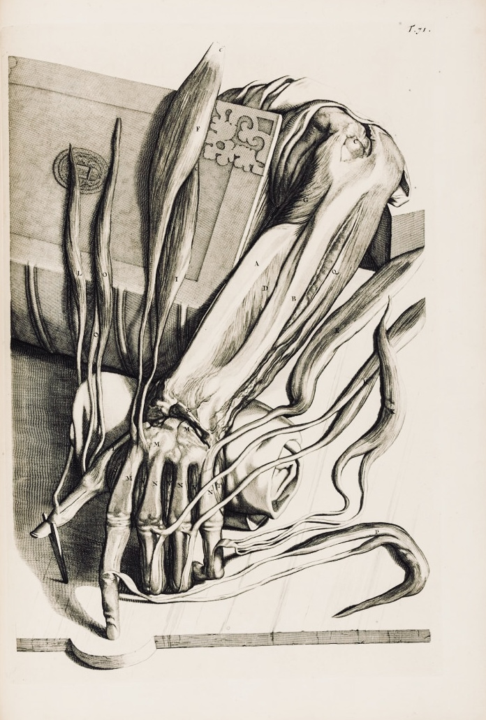 Anatomy as art | Chetham's Library