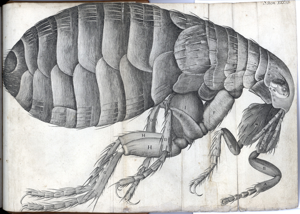 Who’s got the better Flea? | Chetham's Library